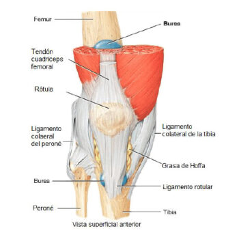 Anatomia genunchiului – JointCare